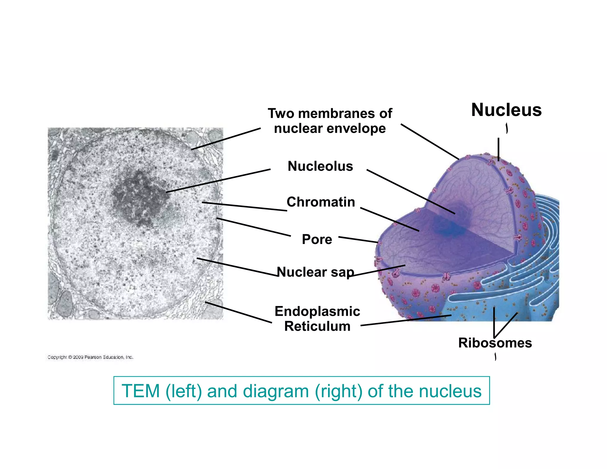 Chapter 4 cell & tissues (1) [compatibility mode] | PDF | Biological ...