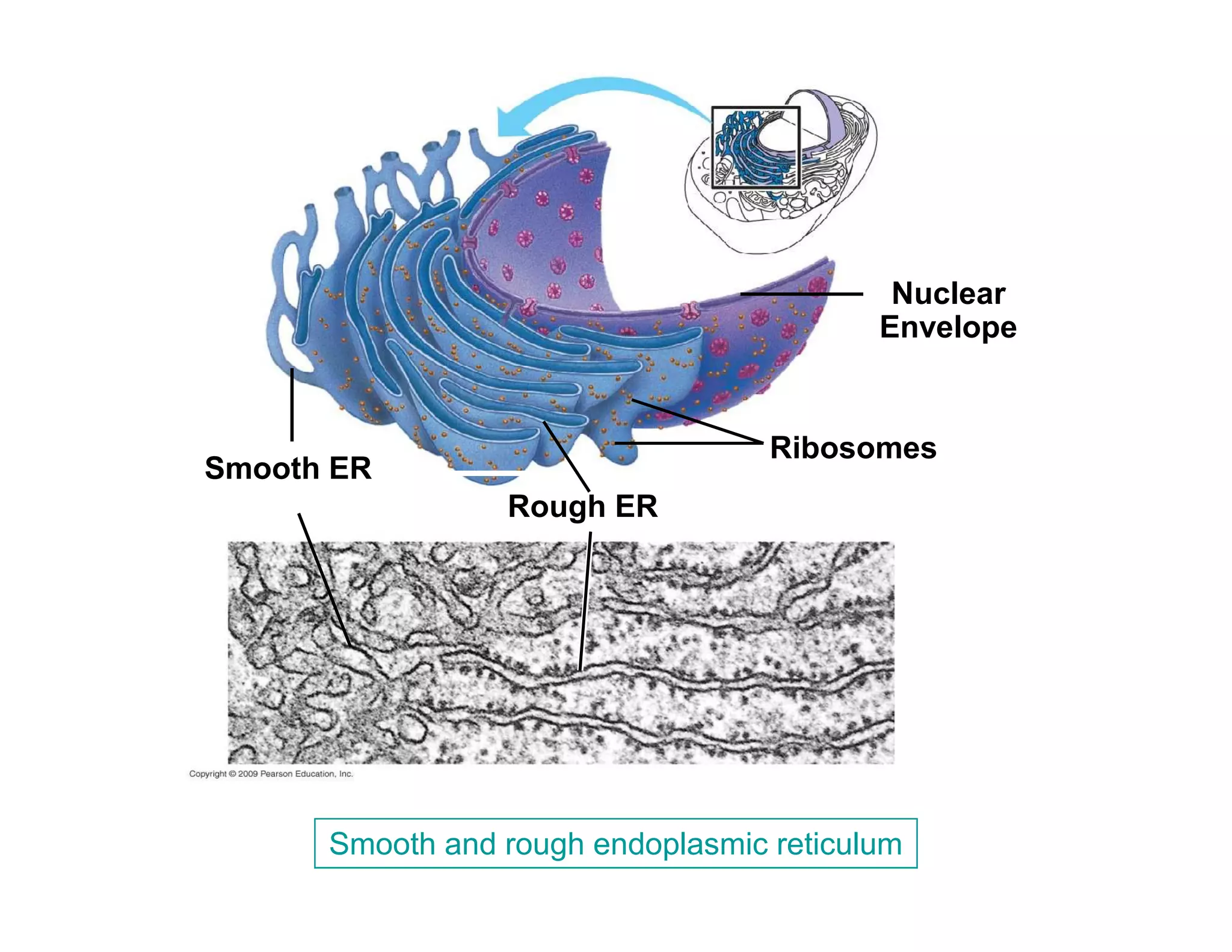 Chapter 4 cell & tissues (1) [compatibility mode] | PDF | Biological ...