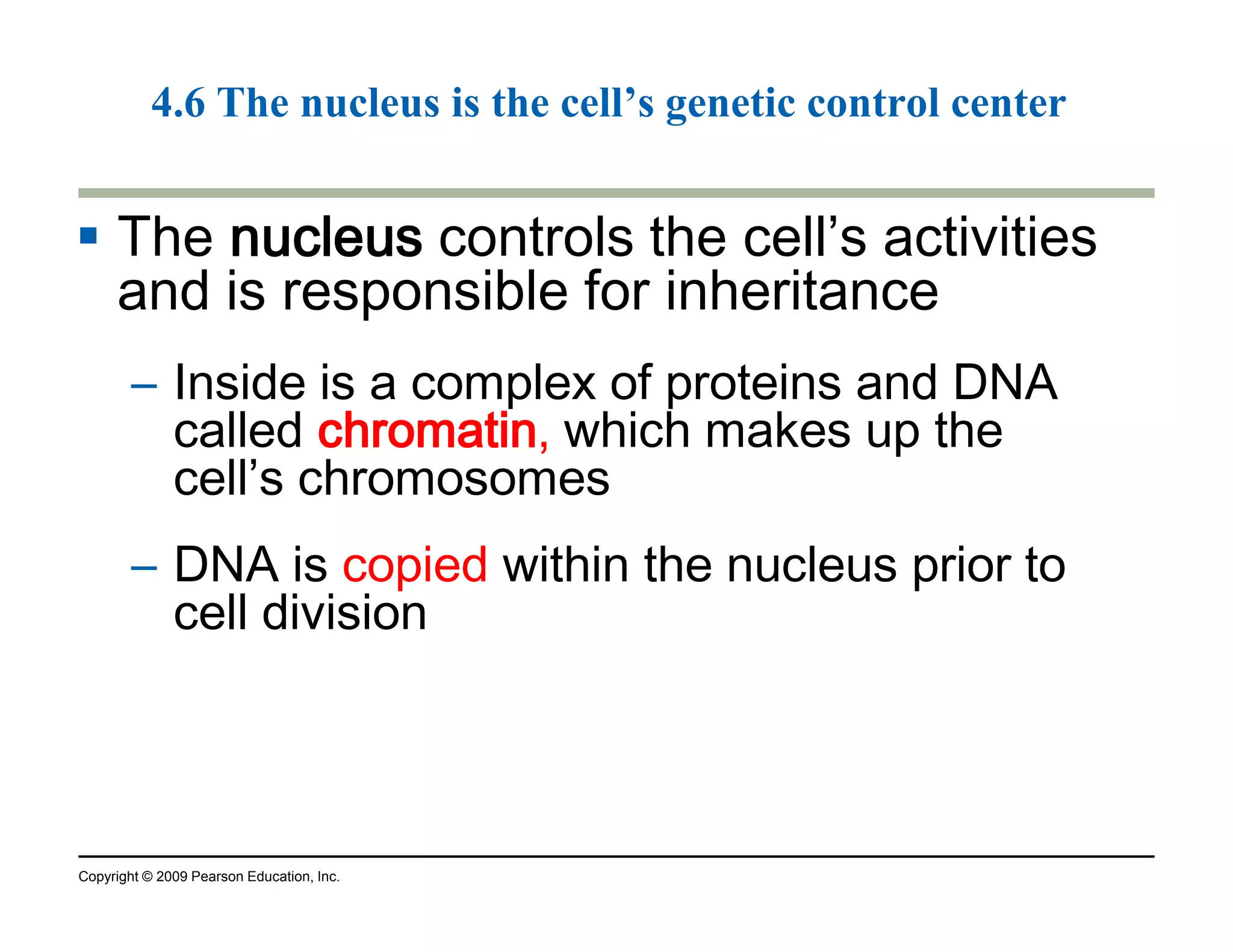 Chapter 4 cell & tissues (1) [compatibility mode] | PDF | Biological ...