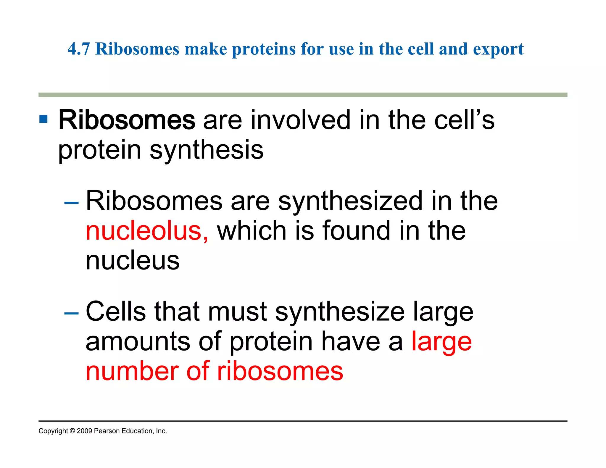 Chapter 4 cell & tissues (1) [compatibility mode] | PDF | Biological ...