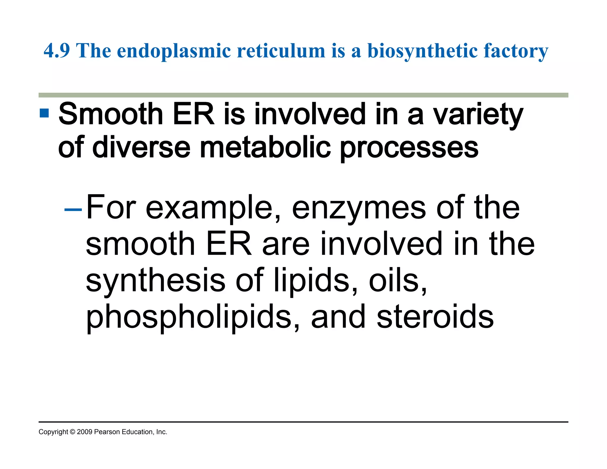 Chapter 4 cell & tissues (1) [compatibility mode] | PDF | Biological ...