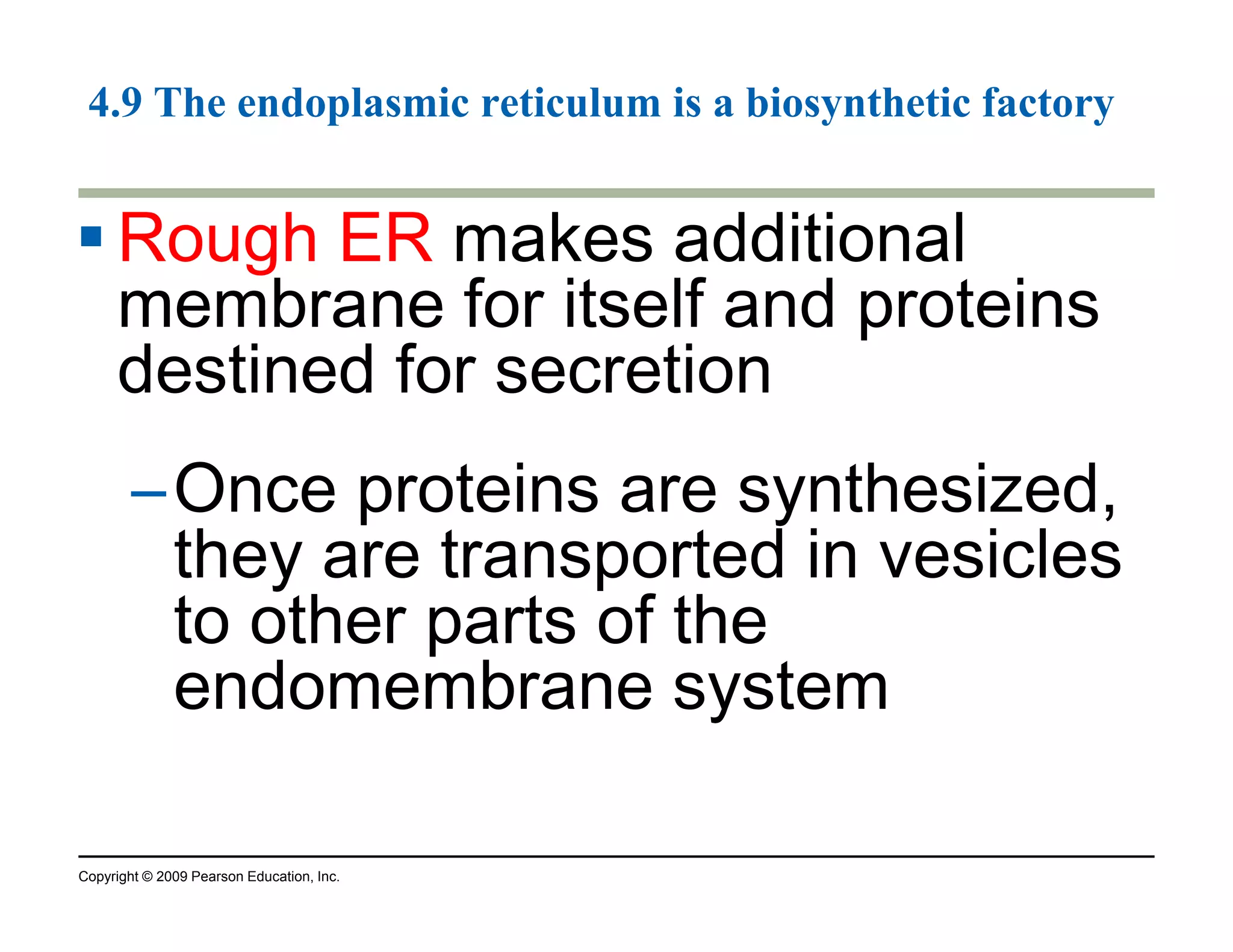 Chapter 4 cell & tissues (1) [compatibility mode] | PDF | Biological ...