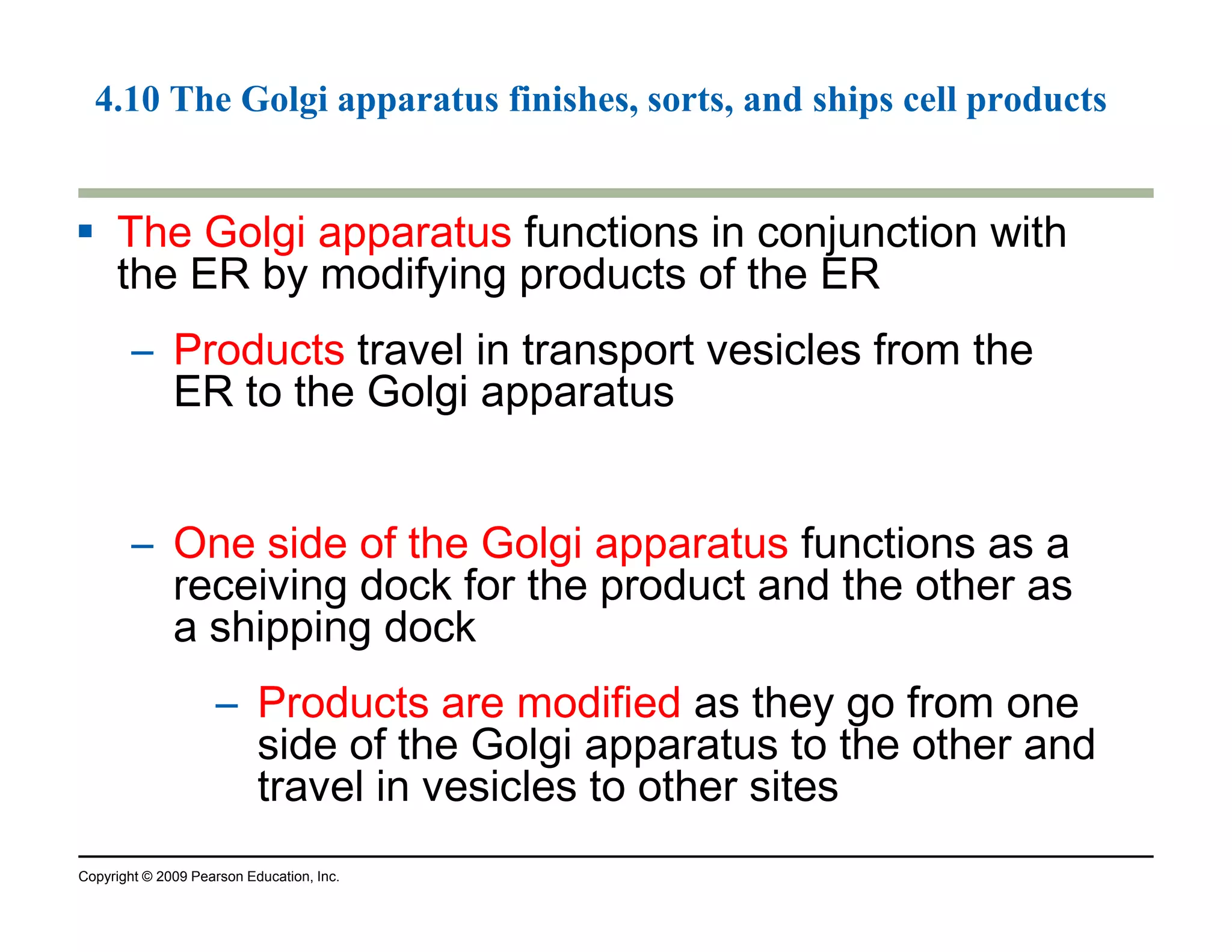 Chapter 4 cell & tissues (1) [compatibility mode] | PDF | Biological ...