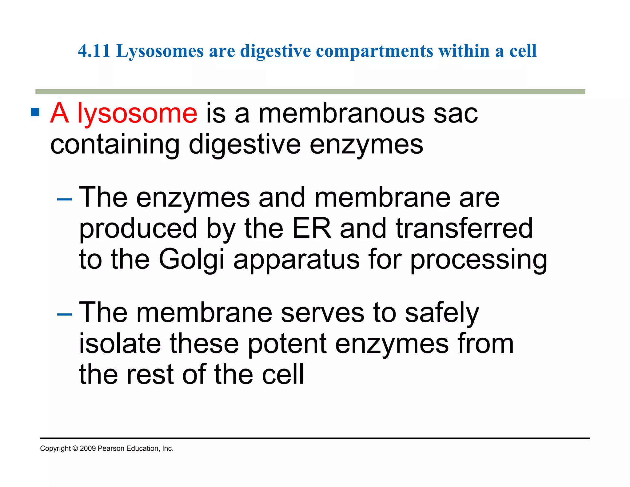 Chapter 4 cell & tissues (1) [compatibility mode] | PDF | Biological ...