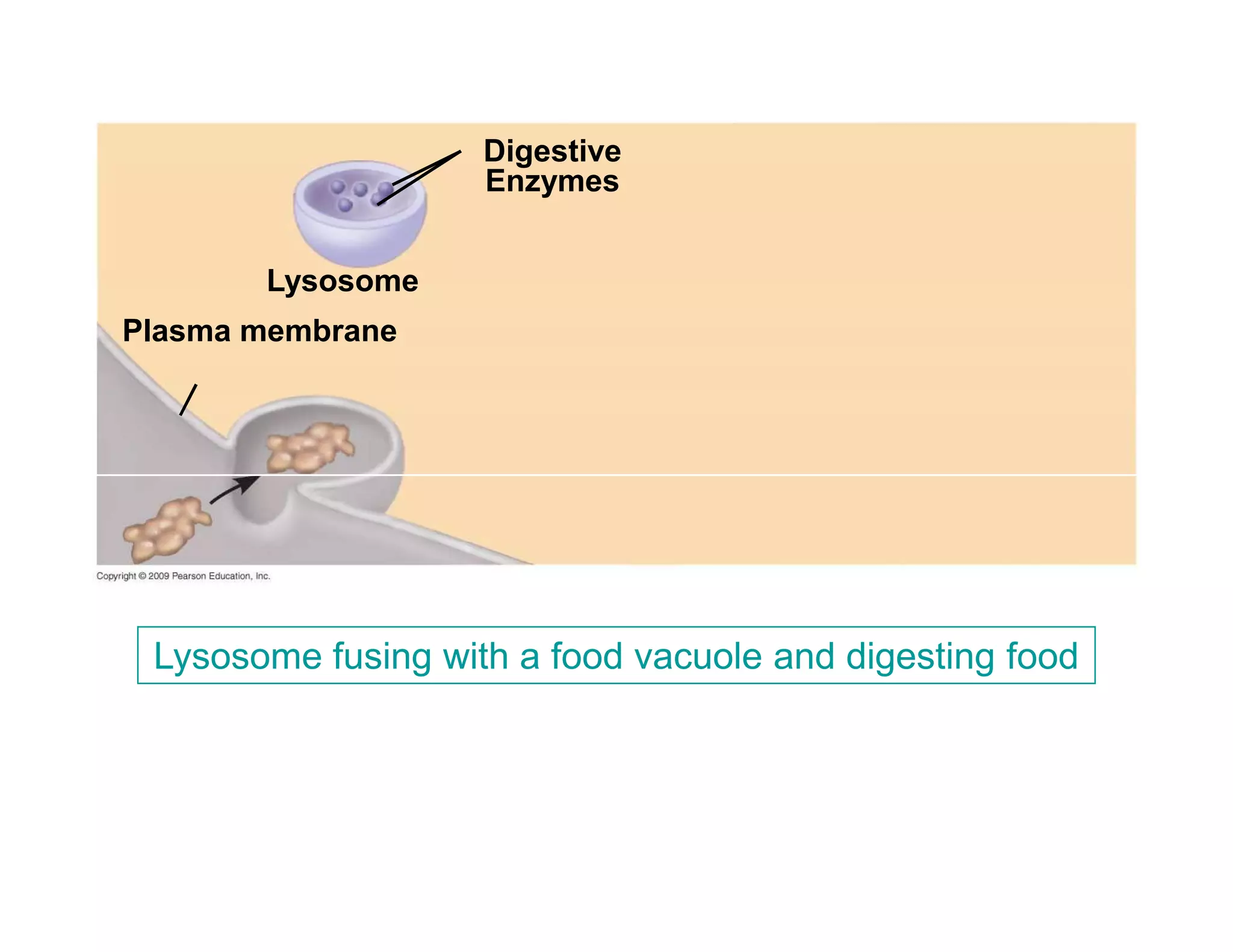 Chapter 4 cell & tissues (1) [compatibility mode] | PDF | Biological ...