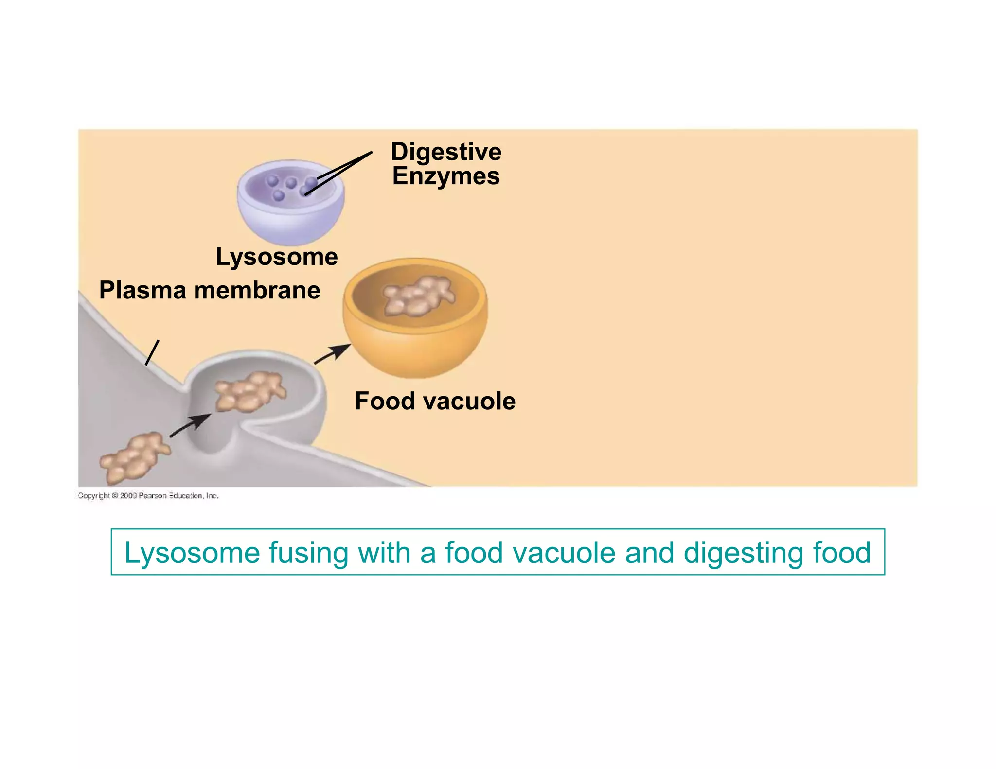 Chapter 4 cell & tissues (1) [compatibility mode] | PDF | Biological ...