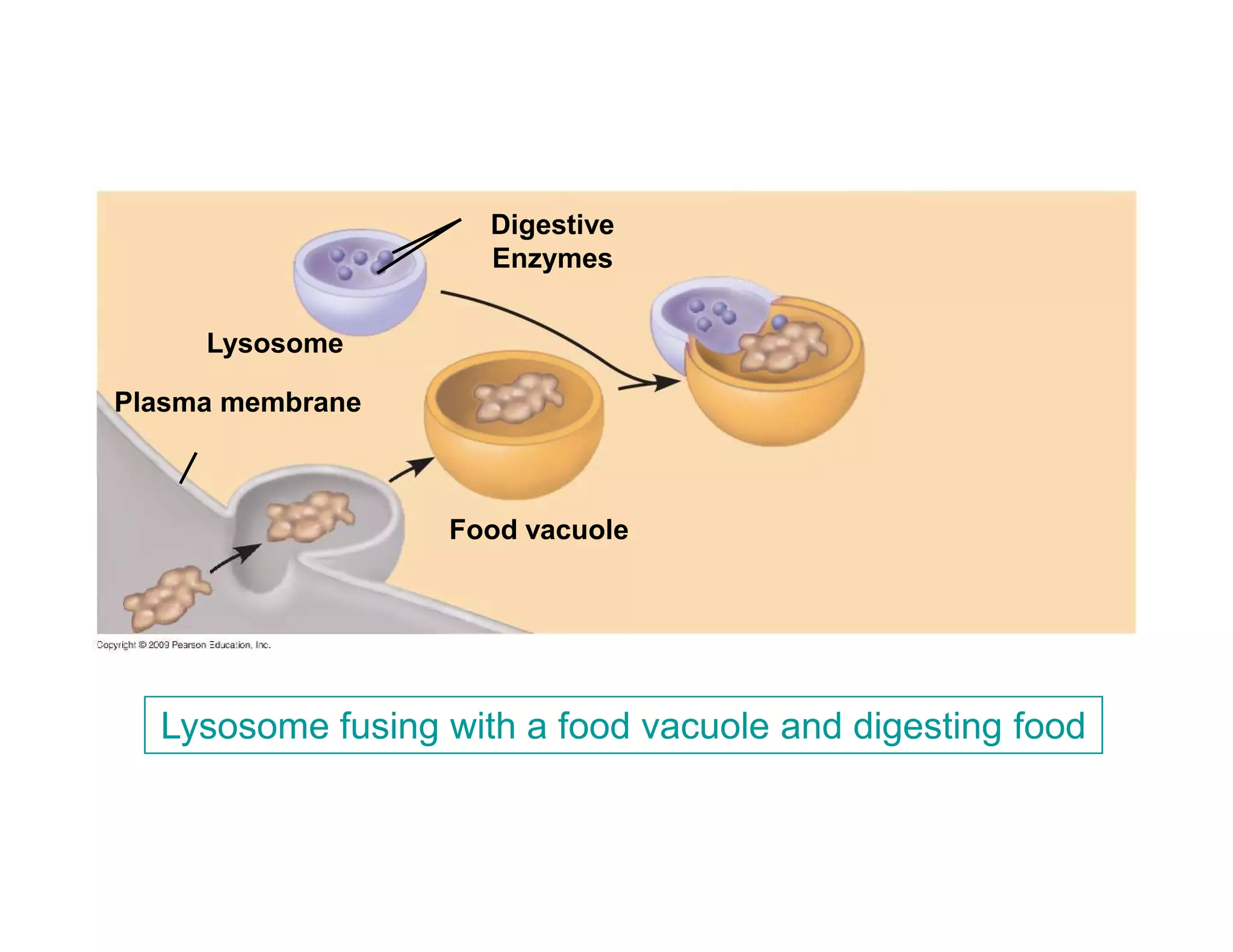 Chapter 4 cell & tissues (1) [compatibility mode] | PDF | Biological ...