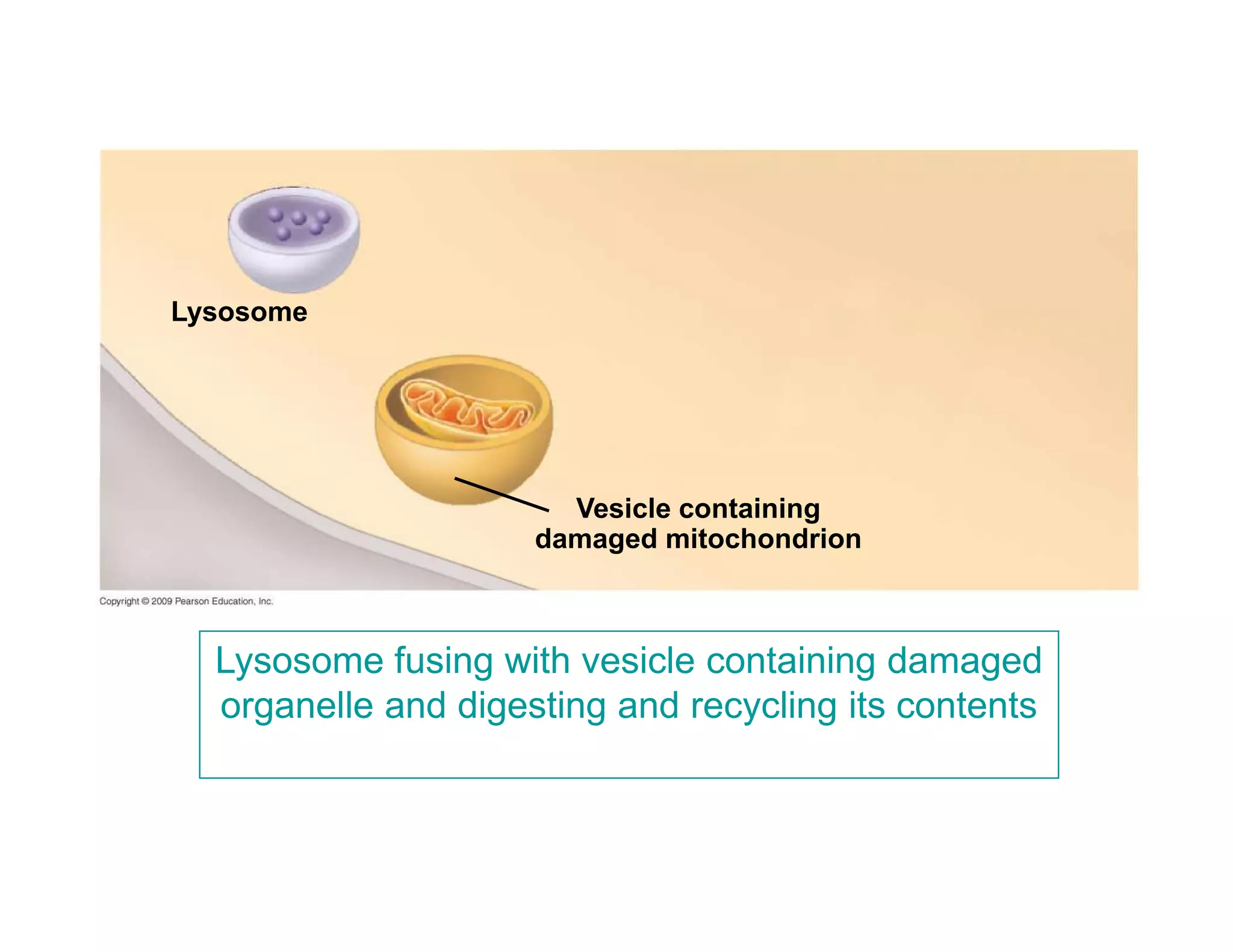 Chapter 4 cell & tissues (1) [compatibility mode] | PDF | Biological ...