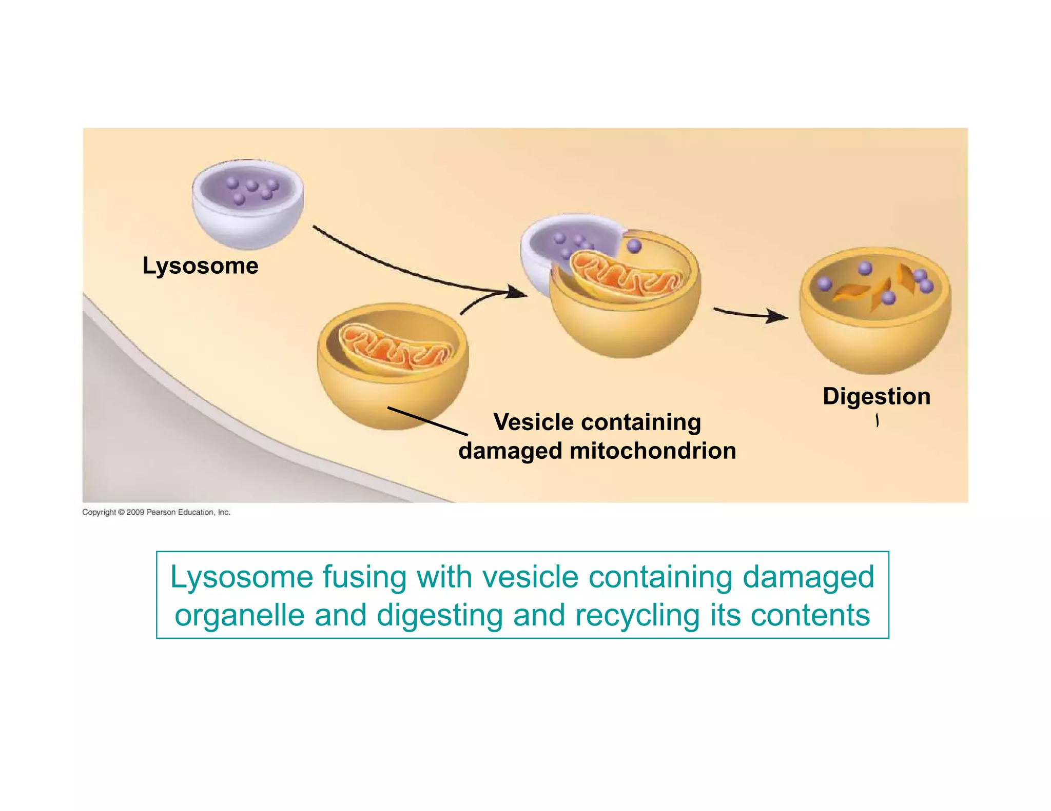 Chapter 4 cell & tissues (1) [compatibility mode] | PDF | Biological ...