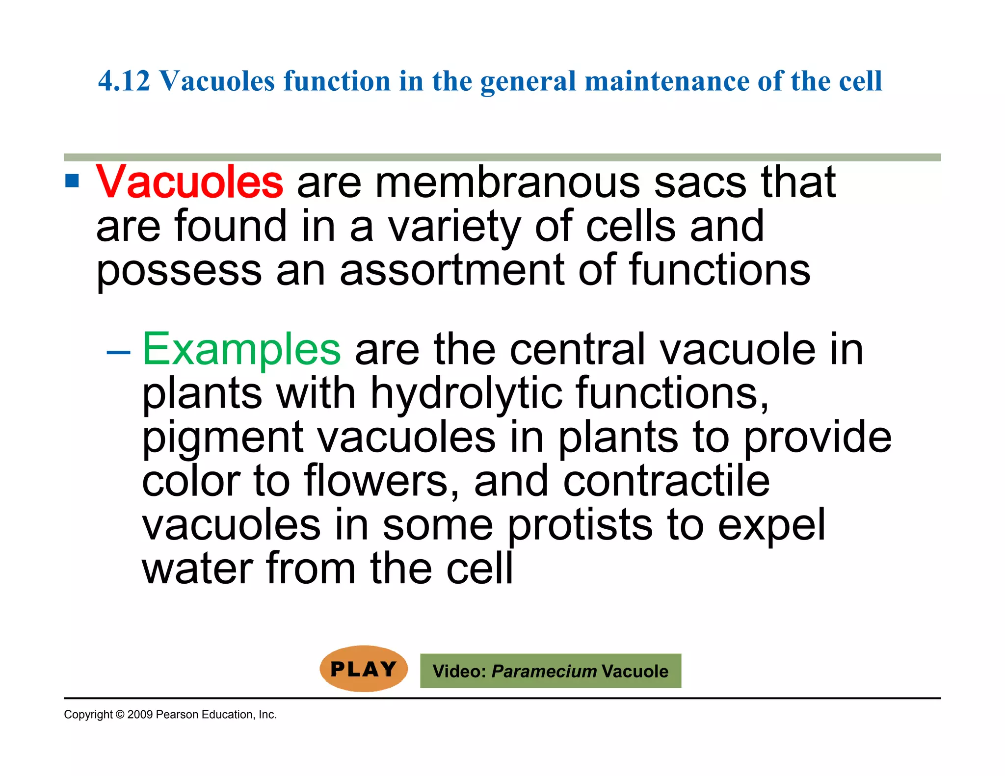 Chapter 4 cell & tissues (1) [compatibility mode] | PDF | Biological ...