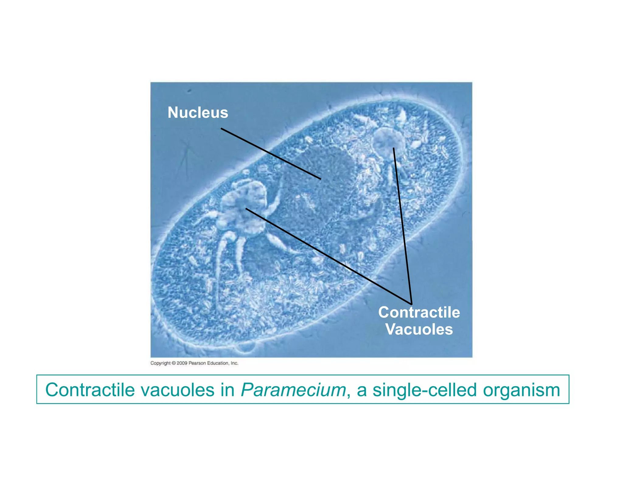 Chapter 4 cell & tissues (1) [compatibility mode] | PPT