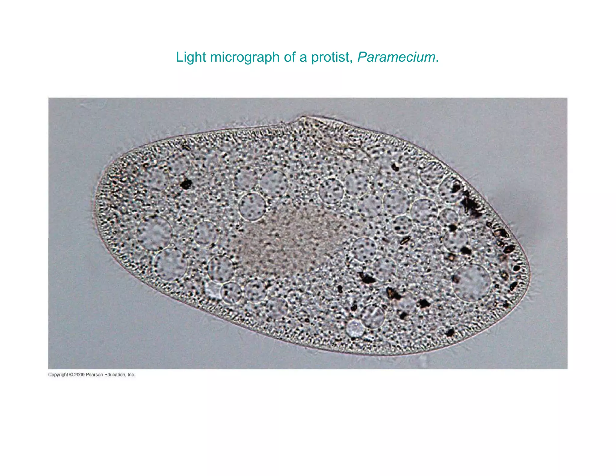 Chapter 4 cell & tissues (1) [compatibility mode] | PDF | Biological ...