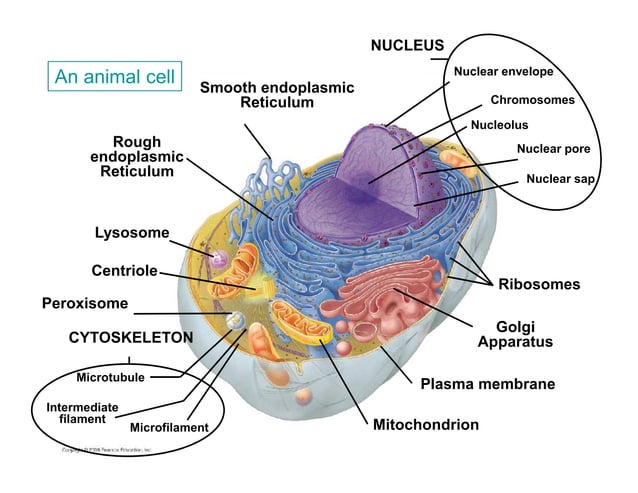 Chapter 4 cell & tissues (1) [compatibility mode] | PDF | Biological ...