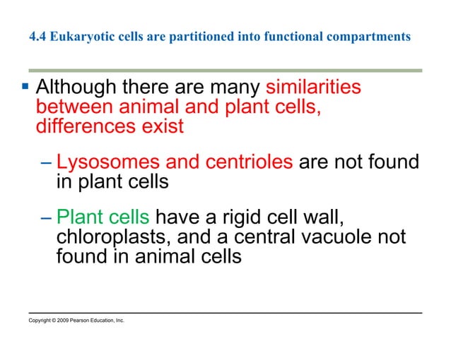 Chapter 4 cell & tissues (1) [compatibility mode] | PDF | Biological ...