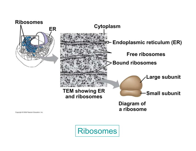 Chapter 4 cell & tissues (1) [compatibility mode] | PDF | Biological ...