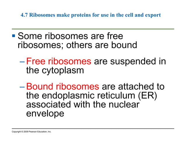 Chapter 4 cell & tissues (1) [compatibility mode] | PDF | Biological ...
