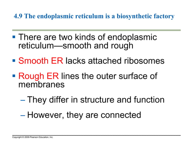 Chapter 4 cell & tissues (1) [compatibility mode] | PDF | Biological ...