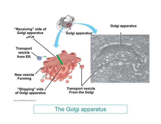 Chapter 4 cell & tissues (1) [compatibility mode] | PDF | Biological ...
