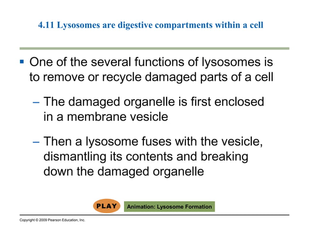 Chapter 4 cell & tissues (1) [compatibility mode] | PDF | Biological ...