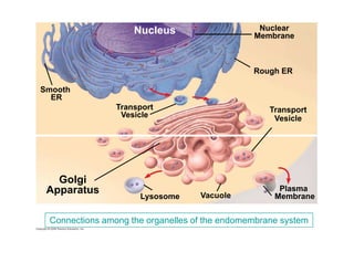 Chapter 4 cell & tissues (1) [compatibility mode] | PPT