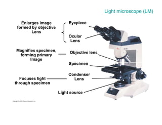 Chapter 4 cell & tissues (1) [compatibility mode] | PPT