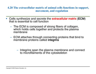 Chapter 4 cell & tissues (1) [compatibility mode] | PPT
