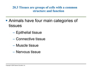 Chapter 4 cell & tissues (1) [compatibility mode] | PPT