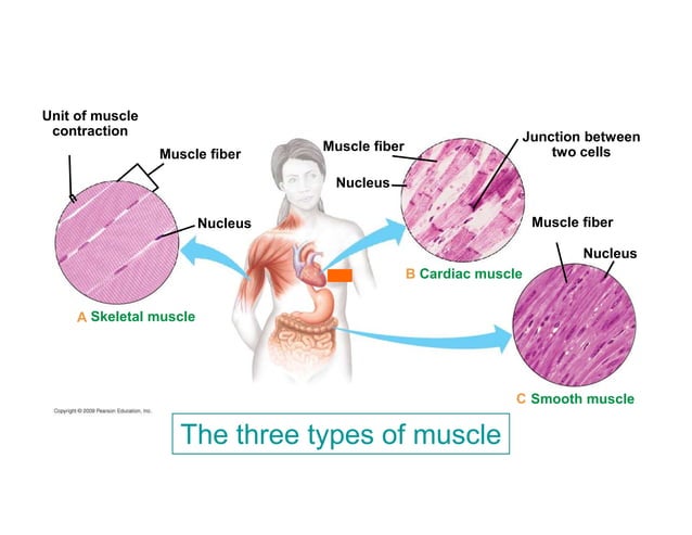 Chapter 4 cell & tissues (1) [compatibility mode]
