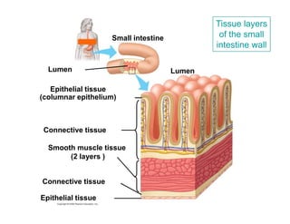 Chapter 4 cell & tissues (1) [compatibility mode] | PPT