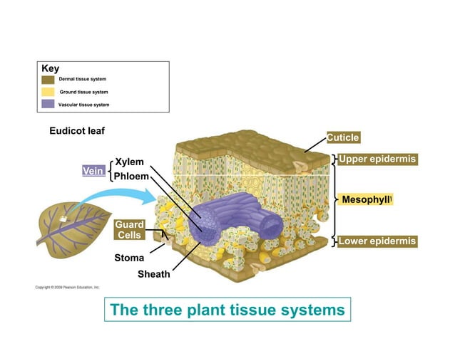 Chapter 4 cell & tissues (1) [compatibility mode]