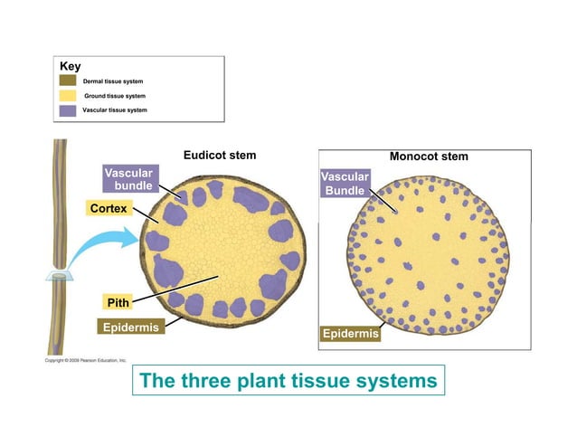 Chapter 4 cell & tissues (1) [compatibility mode]