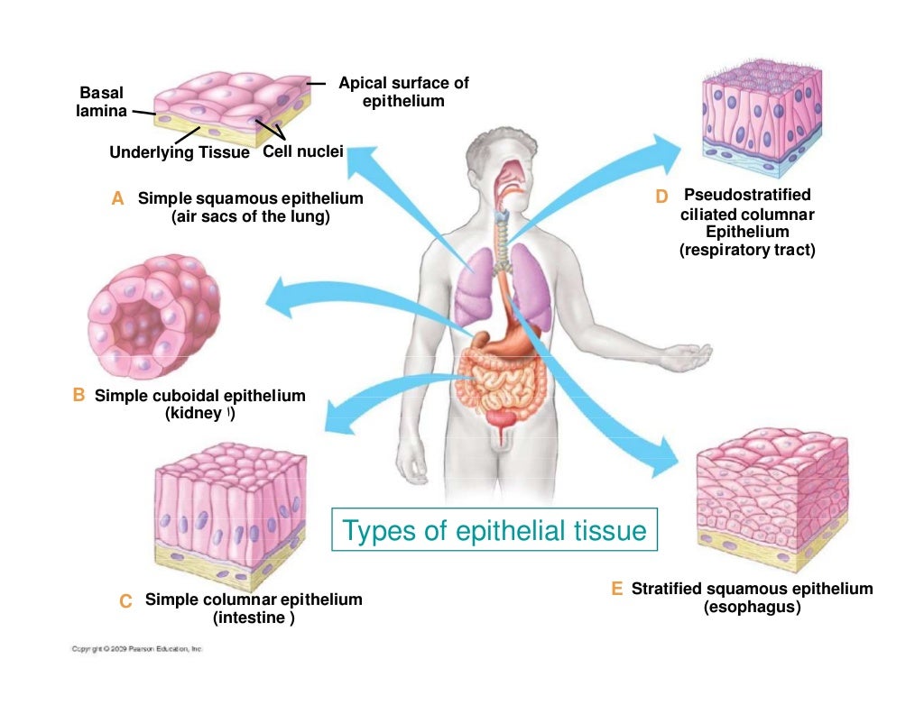 Chapter 4 cell & tissues (1) [compatibility mode]