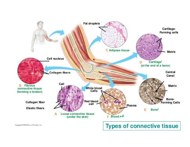 Chapter 4 cell & tissues (1) [compatibility mode]