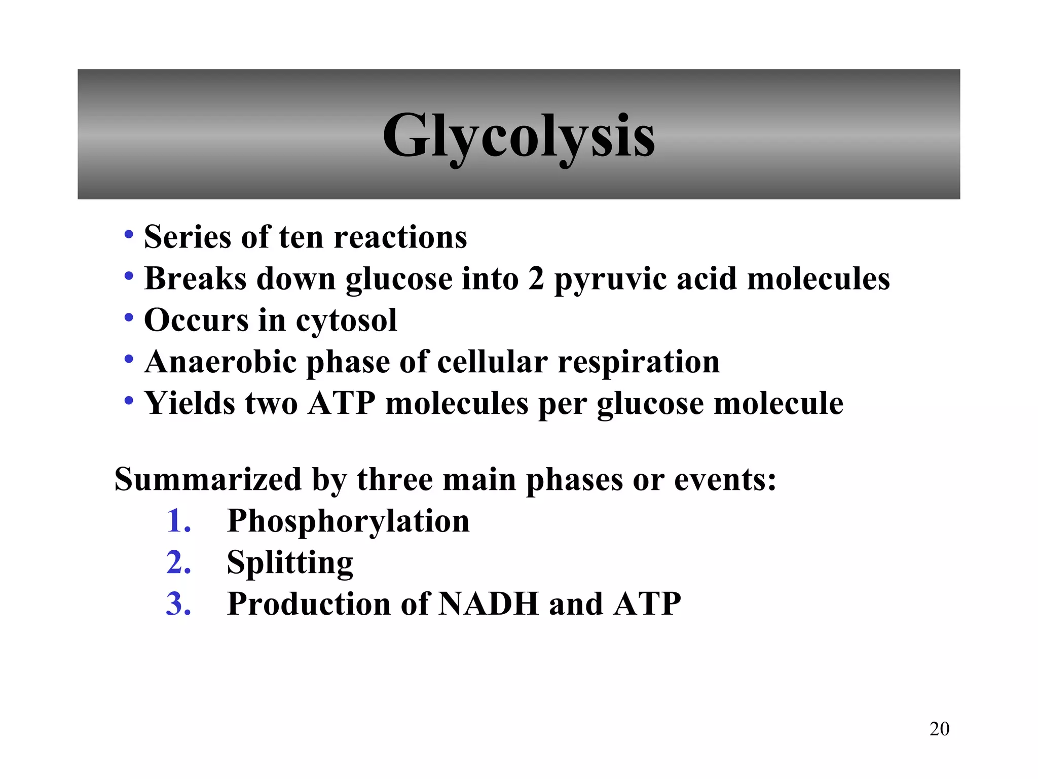 Chapter 4 Cellular Metabolism | PPT