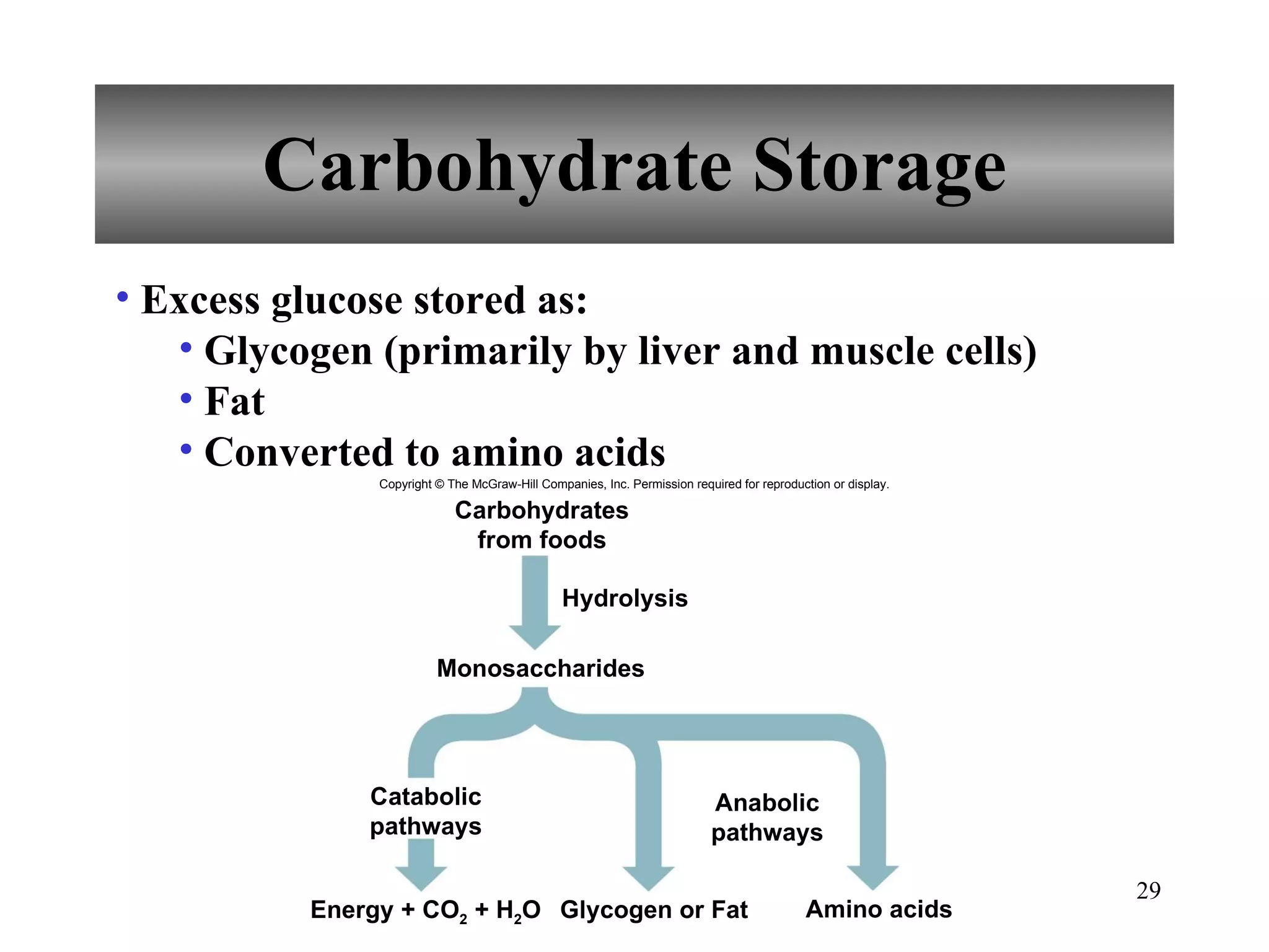 Chapter 4 Cellular Metabolism | PPT