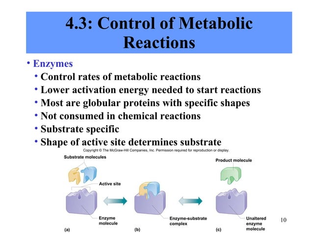 Chapter 4 Cellular Metabolism | PPT | Endocrine and Metabolic Diseases | Diseases and Conditions