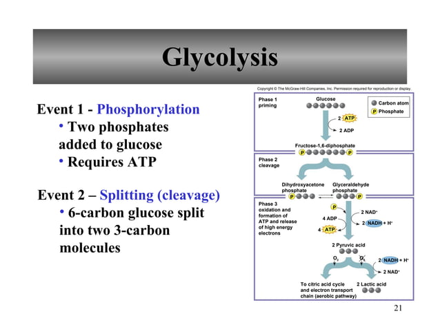 Chapter 4 Cellular Metabolism | PPT | Endocrine and Metabolic Diseases | Diseases and Conditions