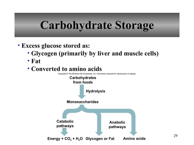 Chapter 4 Cellular Metabolism | PPT | Endocrine and Metabolic Diseases | Diseases and Conditions