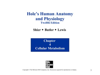Chapter 4 Cellular Metabolism | PPT