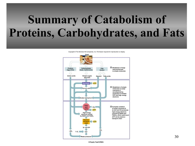 Chapter 4 Cellular Metabolism | PPT | Endocrine and Metabolic Diseases | Diseases and Conditions