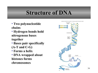 Chapter 4 Cellular Metabolism | PPT