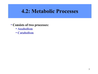 Chapter 4 Cellular Metabolism | PPT