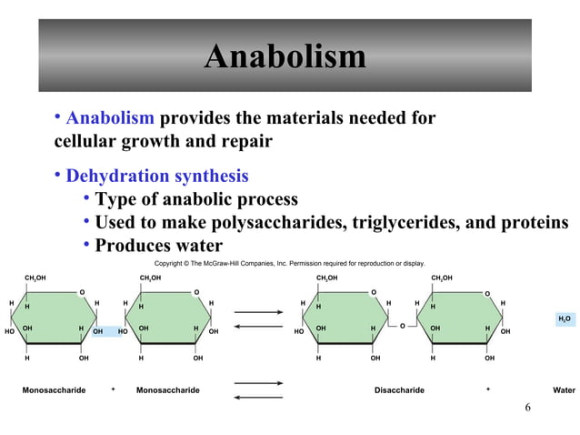 Chapter 4 Cellular Metabolism | PPT | Endocrine and Metabolic Diseases | Diseases and Conditions