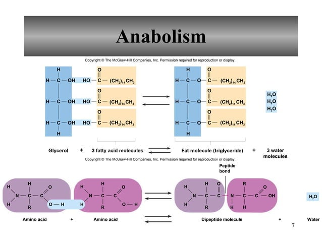 Chapter 4 Cellular Metabolism | PPT | Endocrine and Metabolic Diseases | Diseases and Conditions