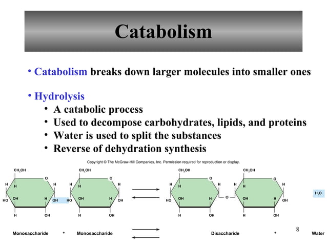 Chapter 4 Cellular Metabolism | PPT