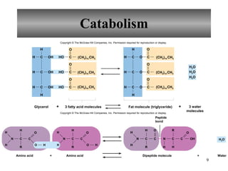 Chapter 4 Cellular Metabolism | PPT