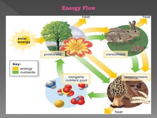 chapter 4-energy flow through ecosystem (2) (1).pdf