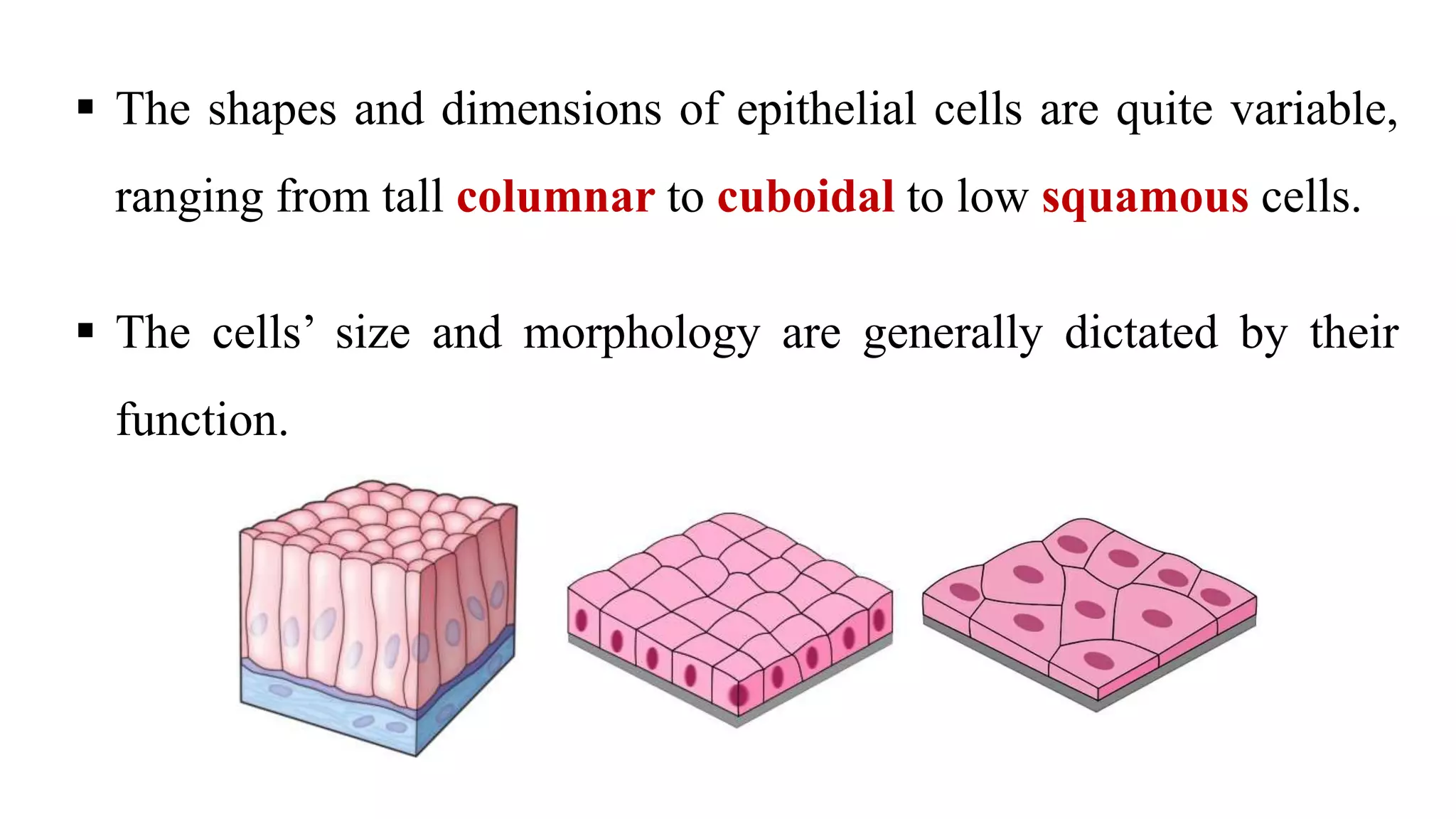 Epithelial Tissue Histology | PPTX