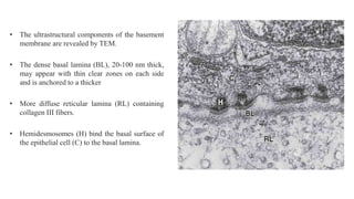 Hemidesmosome Histology