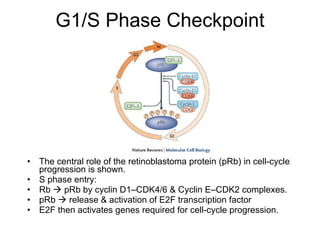Radiosensitivity and the Cell Cycle - Chapter 4 jtl | PPT